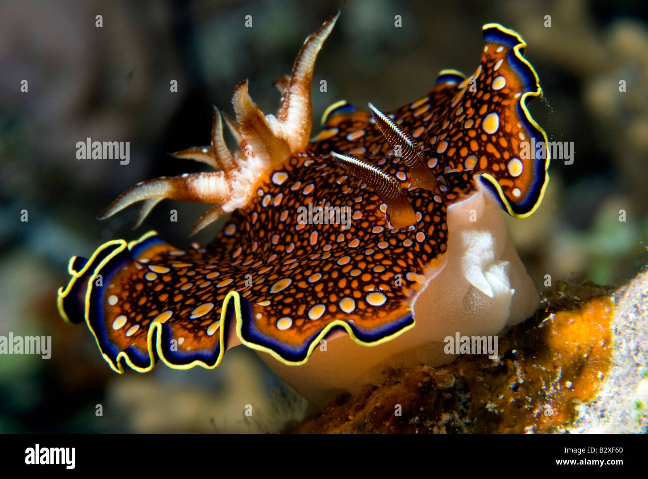 Nacktschnecke am roten meer -Fotos und -Bildmaterial in hoher Auflösung ...