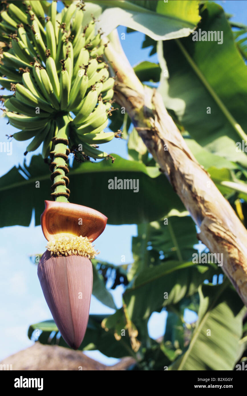 Bunch bananas jamaica -Fotos und -Bildmaterial in hoher Auflösung – Alamy