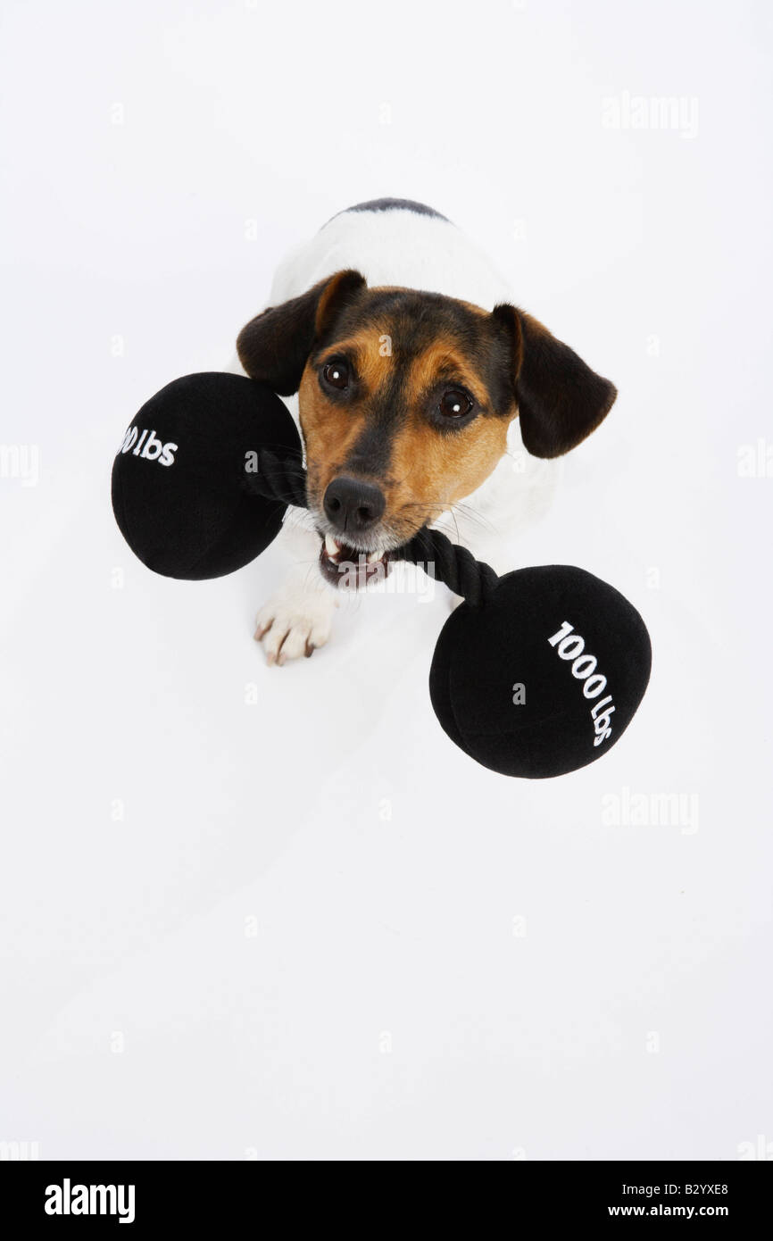 Dummer jack -Fotos und -Bildmaterial in hoher Auflösung – Alamy