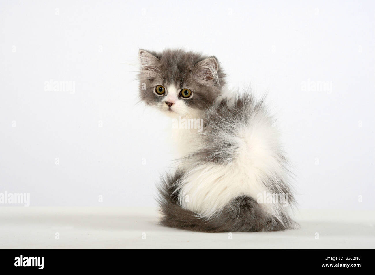 Persische katze -Fotos und -Bildmaterial in hoher Auflösung – Alamy