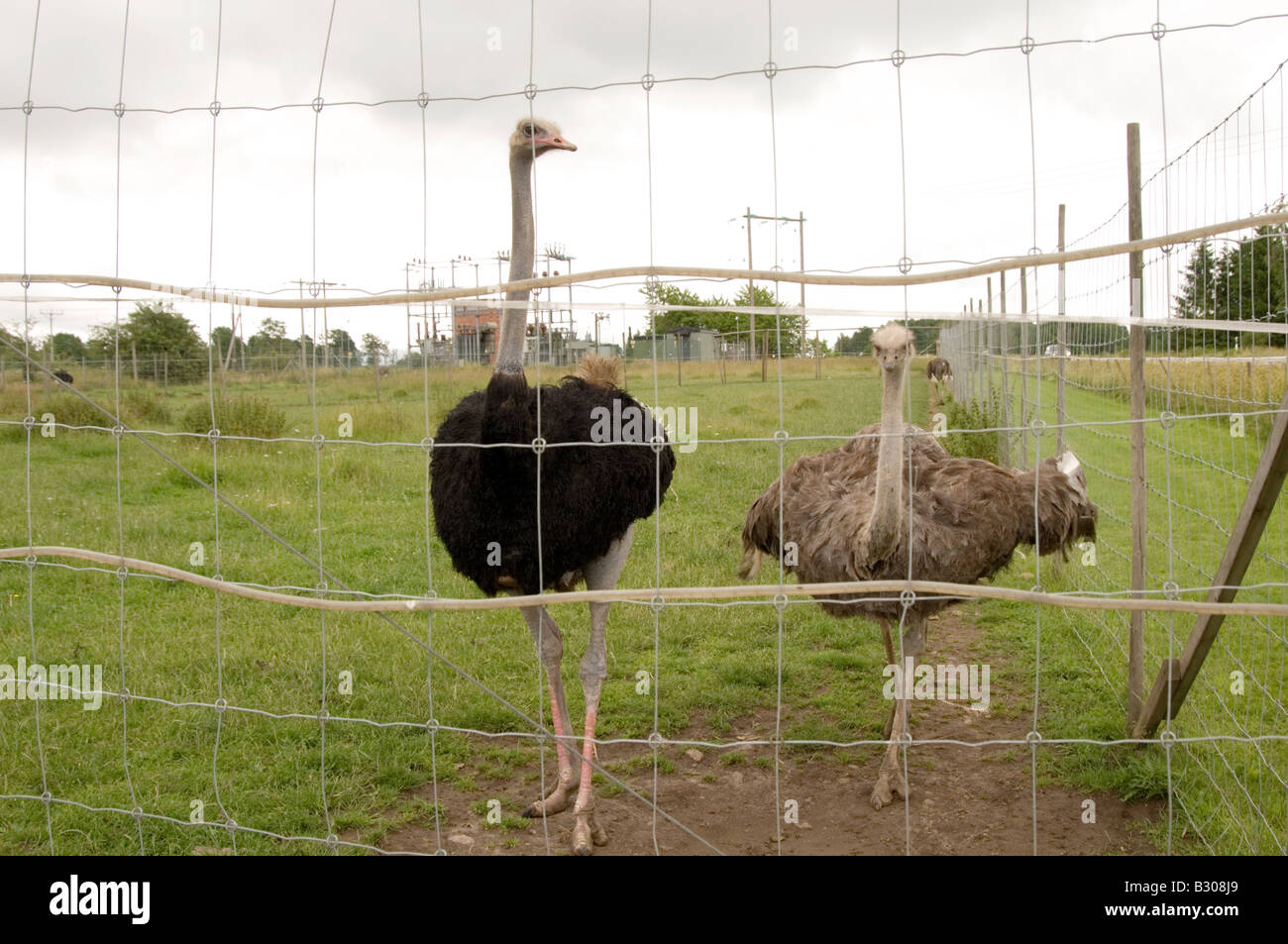 Strauß Bauernhof Landwirtschaft Feder Ei Fleisch Ernte Vogel gefangen ...