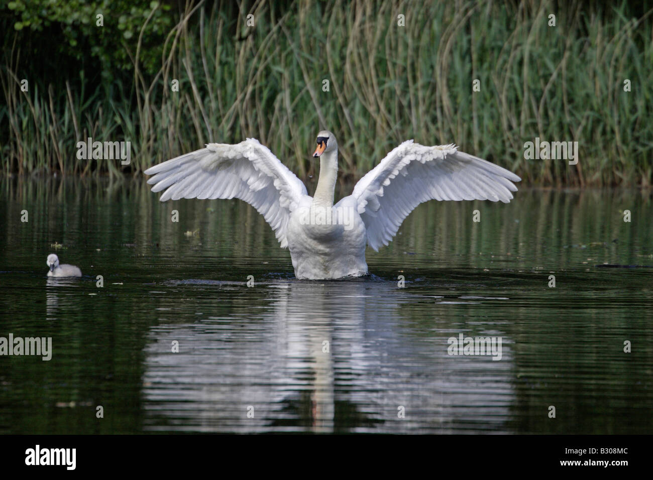 Flattern mit -Fotos und -Bildmaterial in hoher Auflösung – Alamy