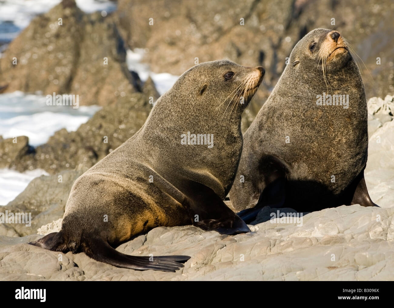 Fore flippers -Fotos und -Bildmaterial in hoher Auflösung – Alamy