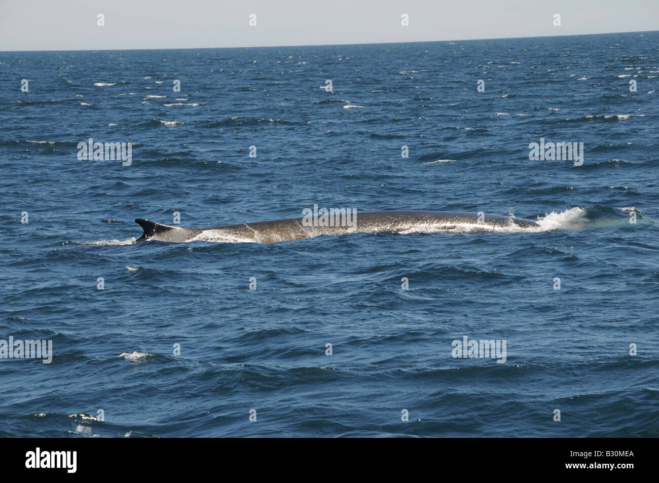 Ein Finnwal im Atlantischen Ozean vor St. Anthony, Neufundland ...