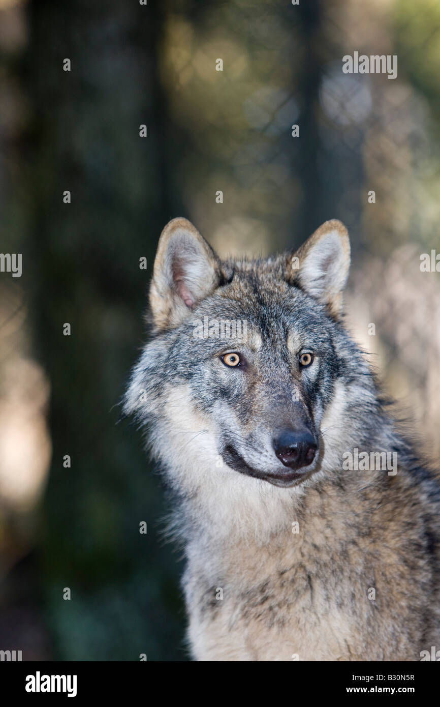 Wolf deutschland -Fotos und -Bildmaterial in hoher Auflösung – Alamy