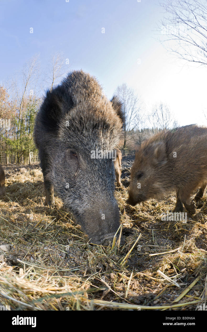 Deutschland Wildschwein Sus Scrofa Stockfotos und -bilder Kaufen - Alamy