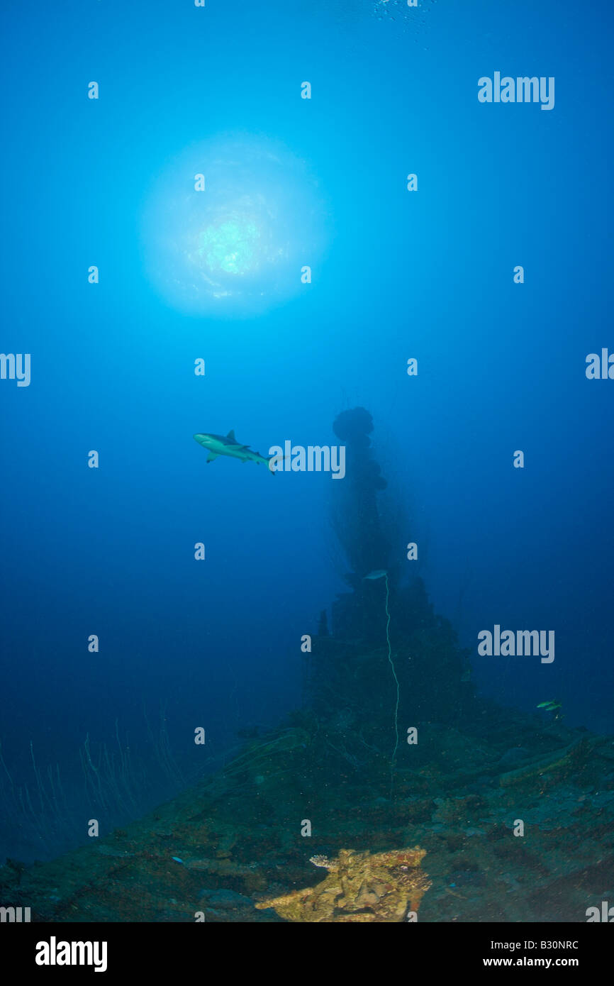 Shark reef marine reserve -Fotos und -Bildmaterial in hoher Auflösung ...