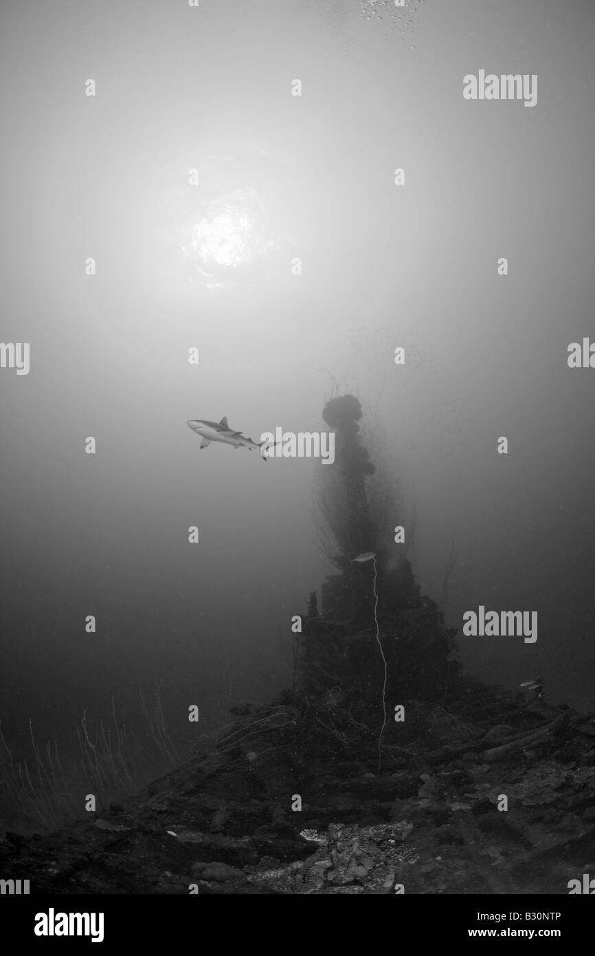 Graue Riffhaie über USS Apogon u-Boot-Marshallinseln Bikini Atoll ...