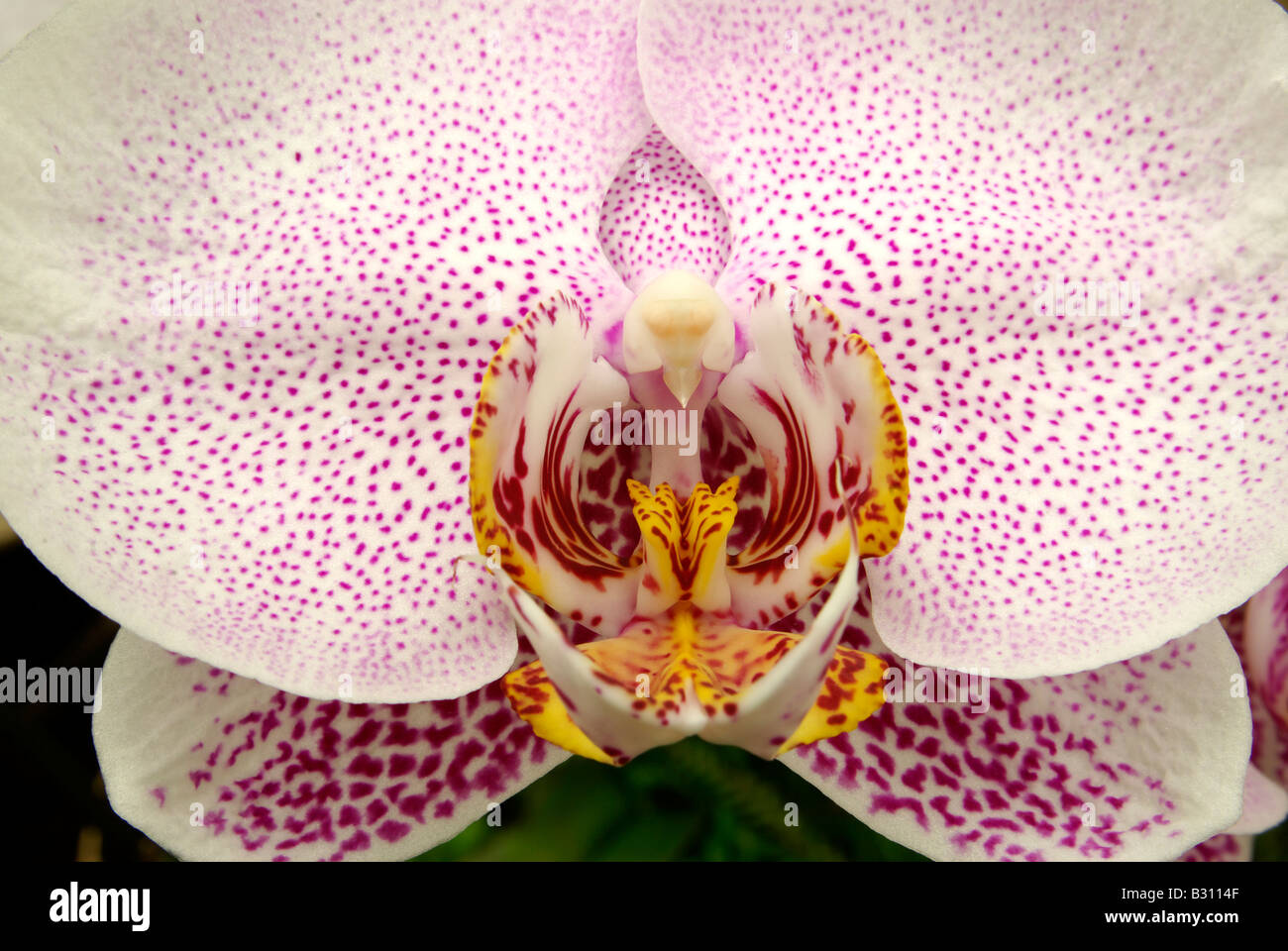 Phalaenopsis Orchideen hybride weiß rosa getupft Stockfotografie - Alamy