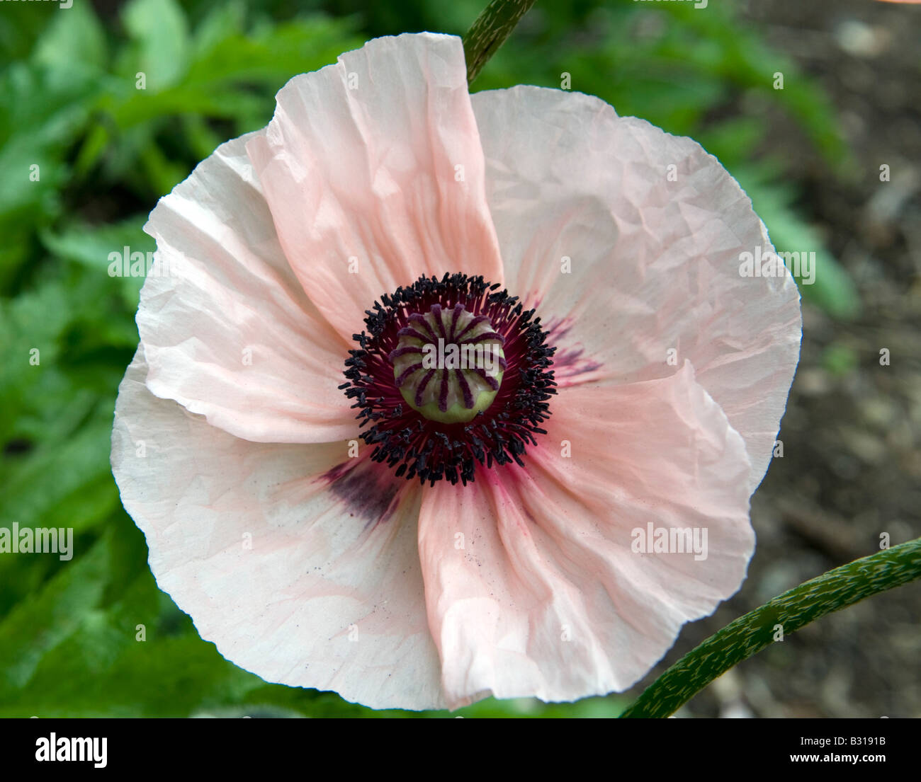 Papaver Orientale 'Karine' Paphiopedilum Zinnoberrot Stockfotografie ...