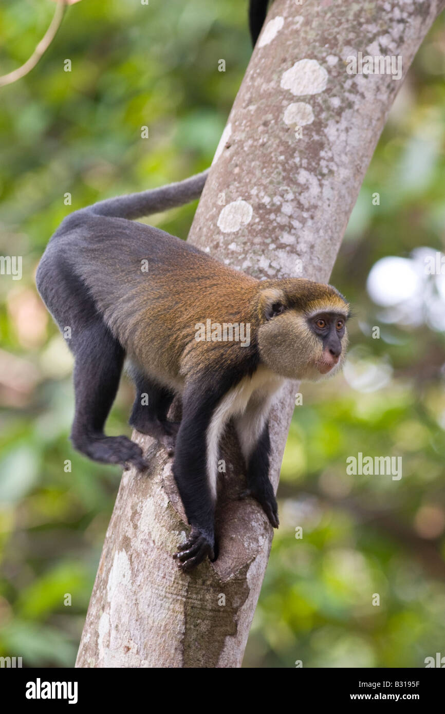 Mona Affe in Boabeng Fiema Monkey Sanctuary Ghana Stockfotografie - Alamy