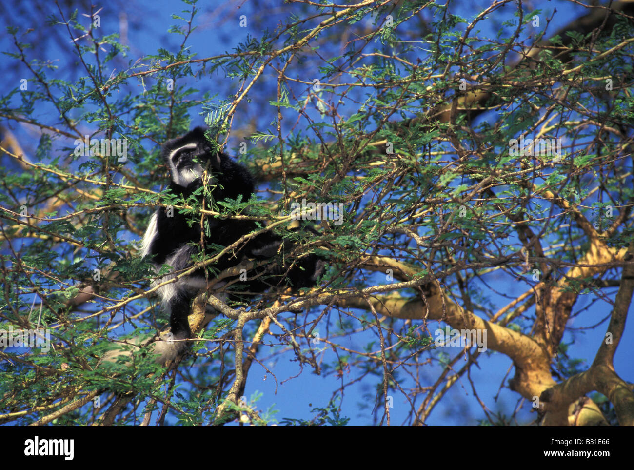 Affe, Colobus Affen, & schwarz-weiß Colobus Affen im Baum, Kenia ...