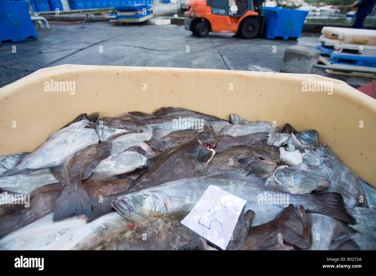 Heilbutt fisch -Fotos und -Bildmaterial in hoher Auflösung – Alamy