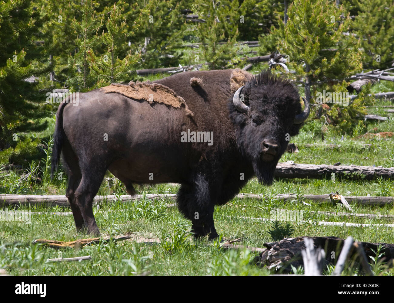 Yellowstone fauna -Fotos und -Bildmaterial in hoher Auflösung – Alamy