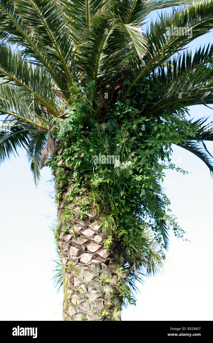 Dattelpalme phönix dactylifera -Fotos und -Bildmaterial in hoher Auflösung – Alamy