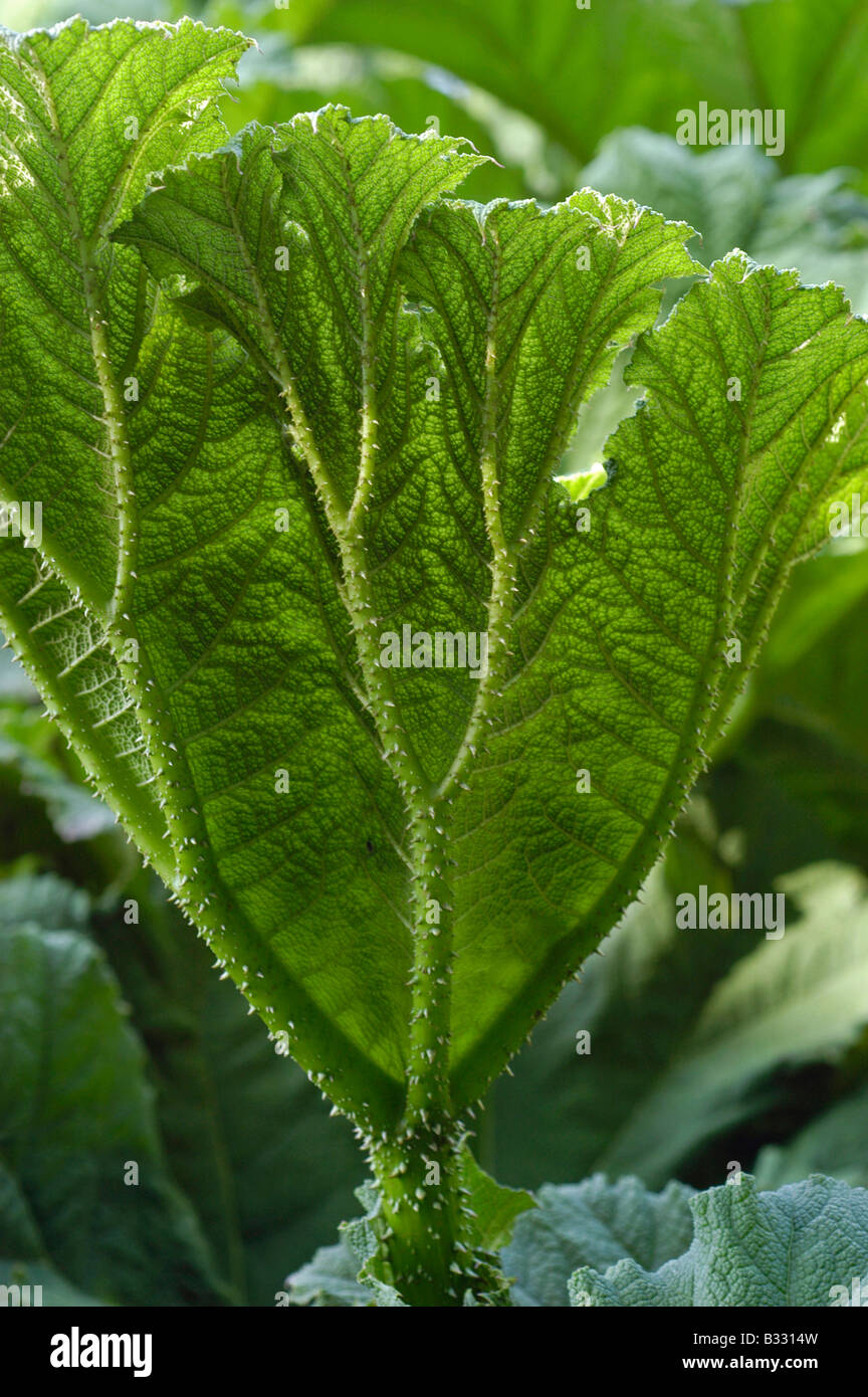 Riesen rhabarber -Fotos und -Bildmaterial in hoher Auflösung – Alamy