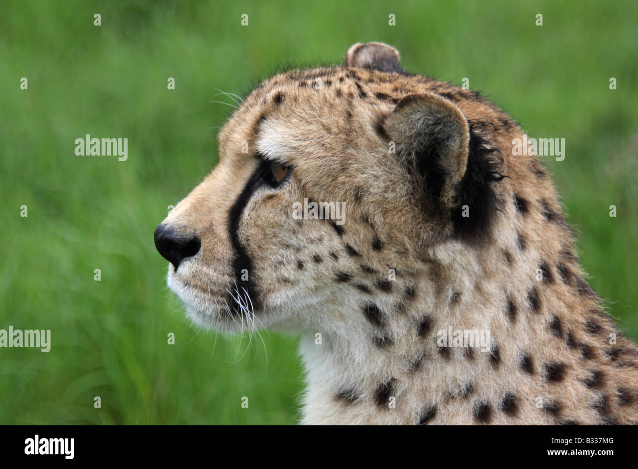 Gepard kopf -Fotos und -Bildmaterial in hoher Auflösung – Alamy
