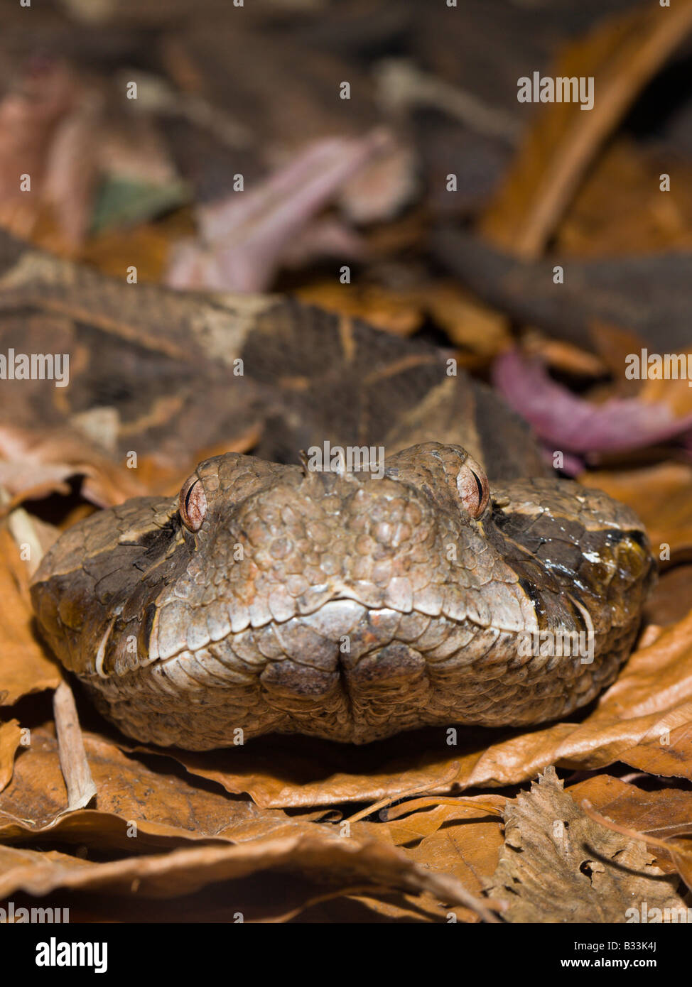 Gaboon Viper Bitis Gabonica Gabonica Stockfotos und -bilder Kaufen - Alamy