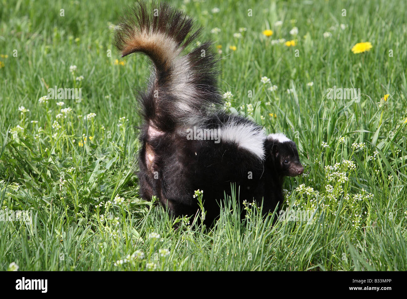 Einzelnes stinktier -Fotos und -Bildmaterial in hoher Auflösung – Alamy