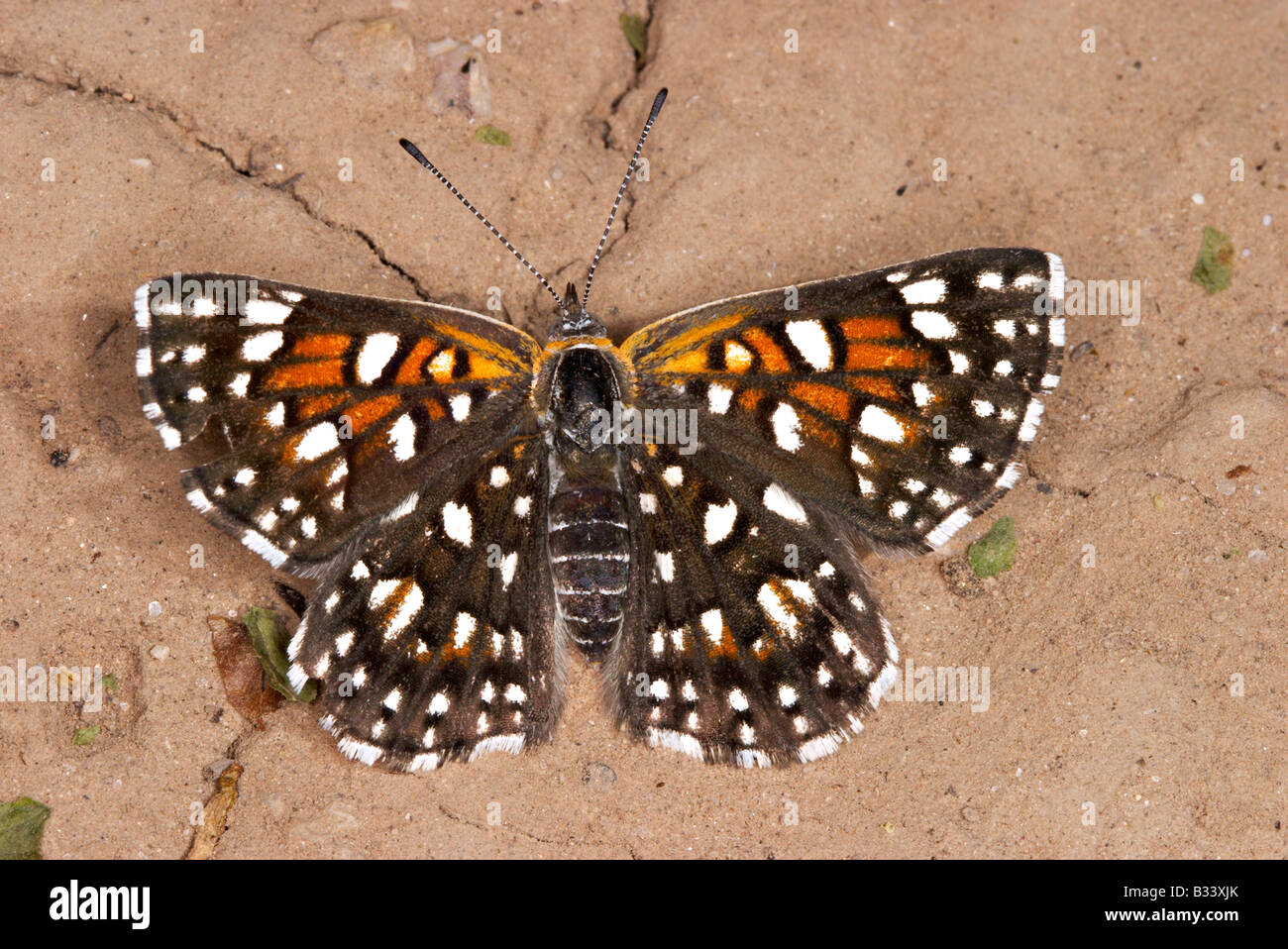 Mormonisches metallzeichen -Fotos und -Bildmaterial in hoher Auflösung ...