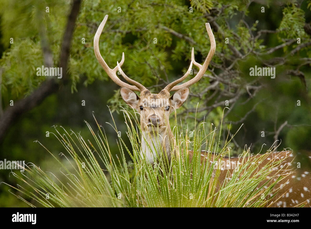 Axishirsche Cervus Achse Ozona Texas USA 12 August Erwachsenen ...