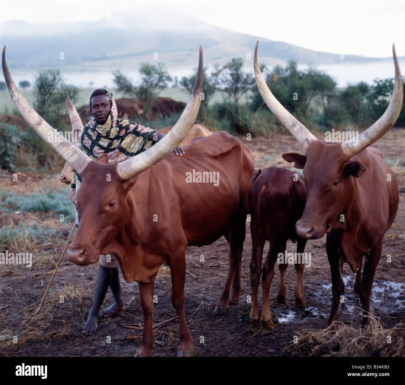 Humped cows -Fotos und -Bildmaterial in hoher Auflösung – Alamy