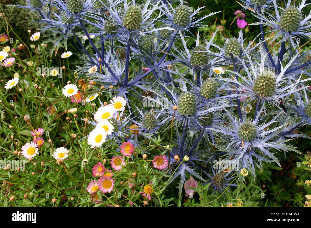Eryngium Big Blue Stockfotos und -bilder Kaufen - Alamy