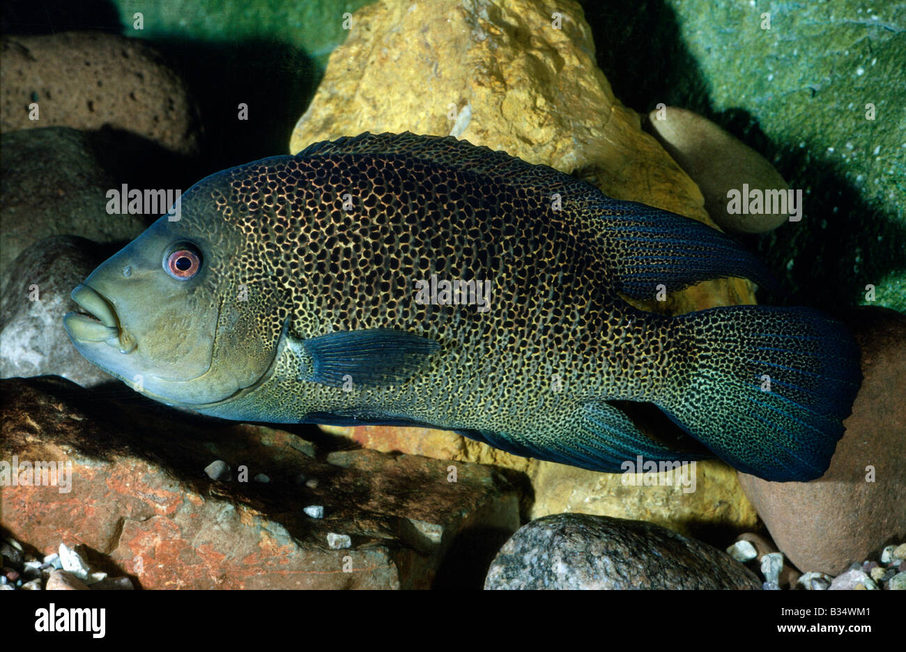 Cichlasoma beani -Fotos und -Bildmaterial in hoher Auflösung – Alamy