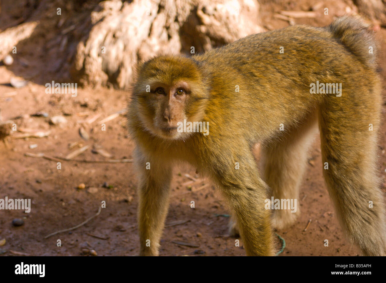 Berberaffe (Macaca Sylvanus) in den Zedernwald, Ifrane Naturraum, Azrou ...