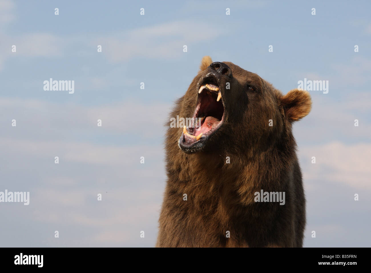 Growling Grizzly Bear Stockfotos & Growling Grizzly Bear Bilder - Alamy