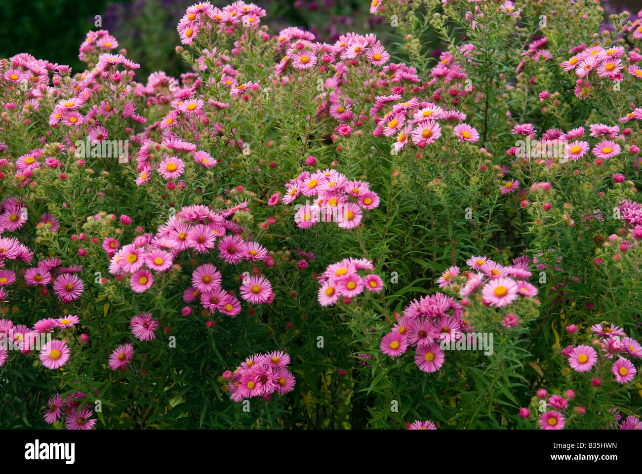 Rosa aster novae angliae -Fotos und -Bildmaterial in hoher Auflösung ...