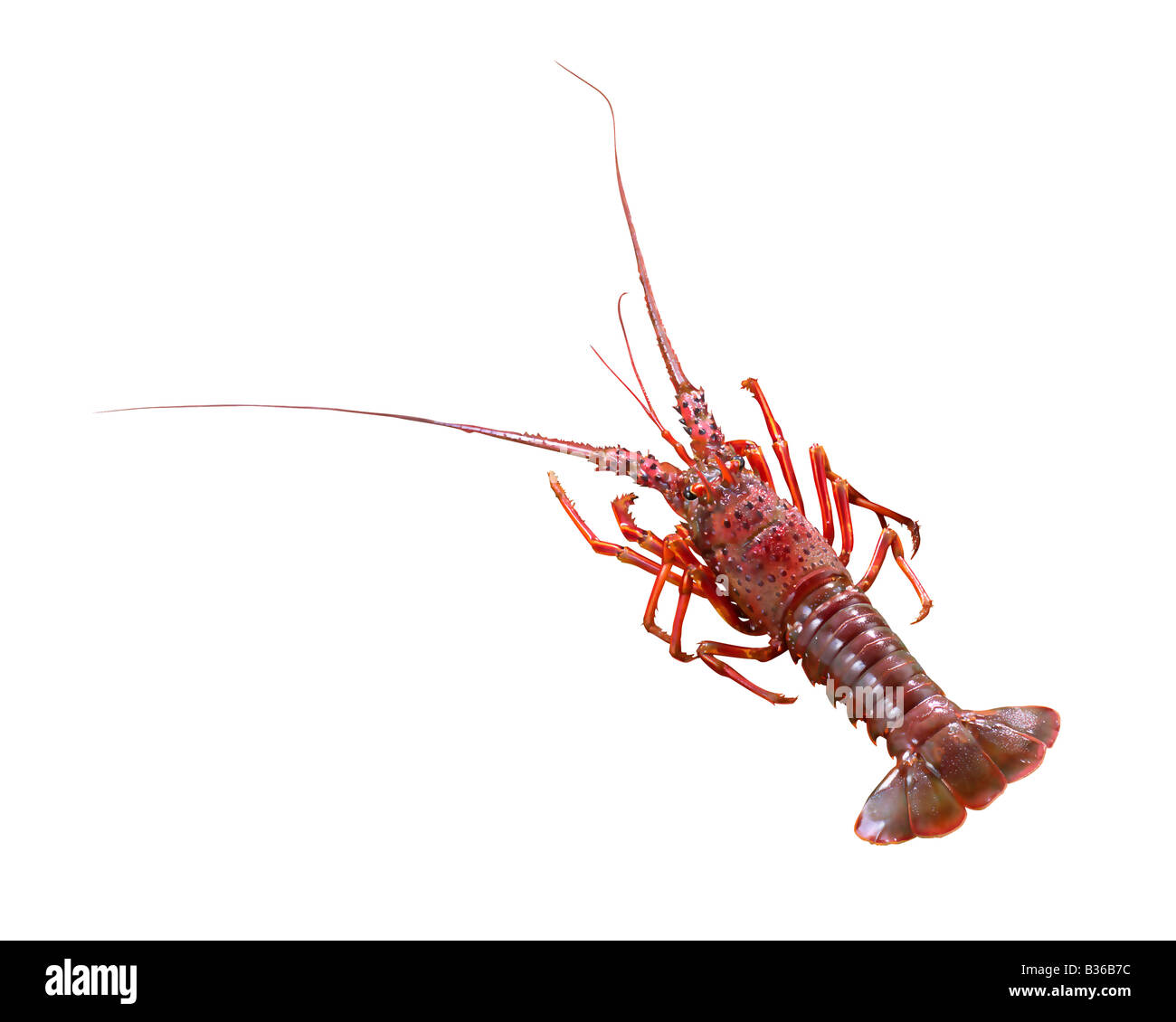 Hummer illustration -Fotos und -Bildmaterial in hoher Auflösung – Alamy