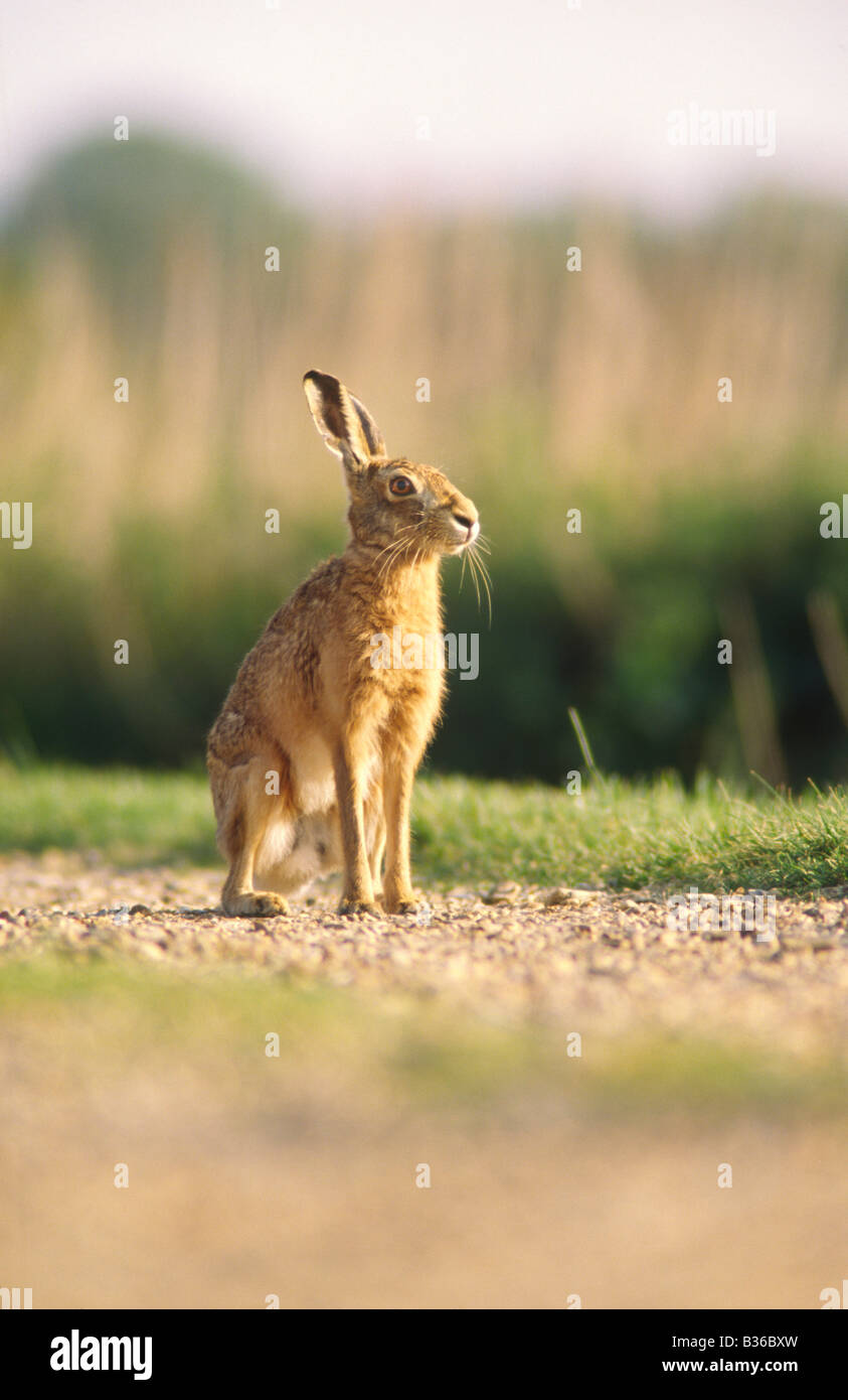 Brauner Hase "Lepus Capensis" sitzen am Rand des Feldes in Abend ...