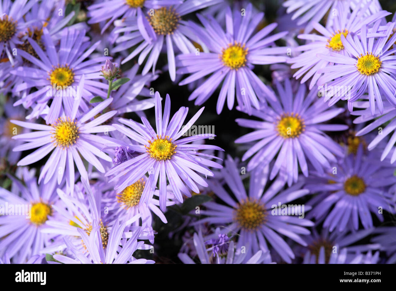 Aster frikartii -Fotos und -Bildmaterial in hoher Auflösung – Alamy