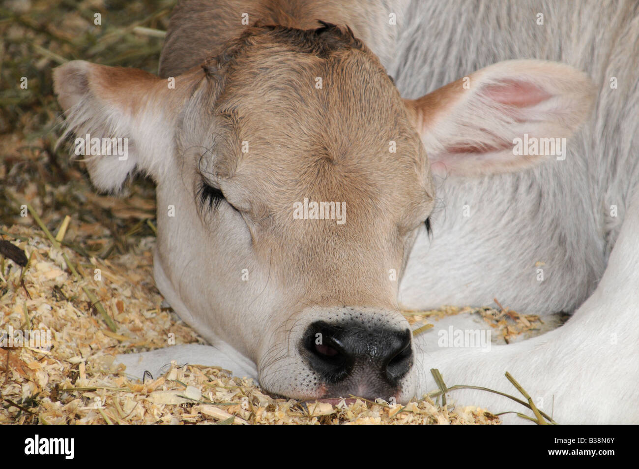 Schlafende kuh -Fotos und -Bildmaterial in hoher Auflösung – Alamy