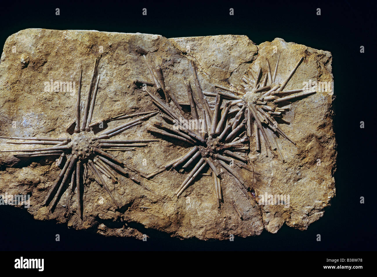 Fossil Echinoids oder Seeigel Hemicidaris intermedia Jurassic ...
