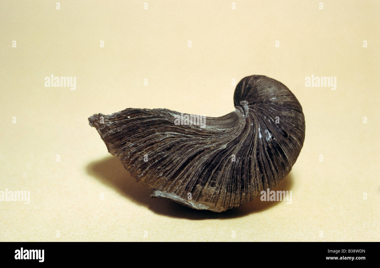 Mollusks fossil -Fotos und -Bildmaterial in hoher Auflösung – Alamy