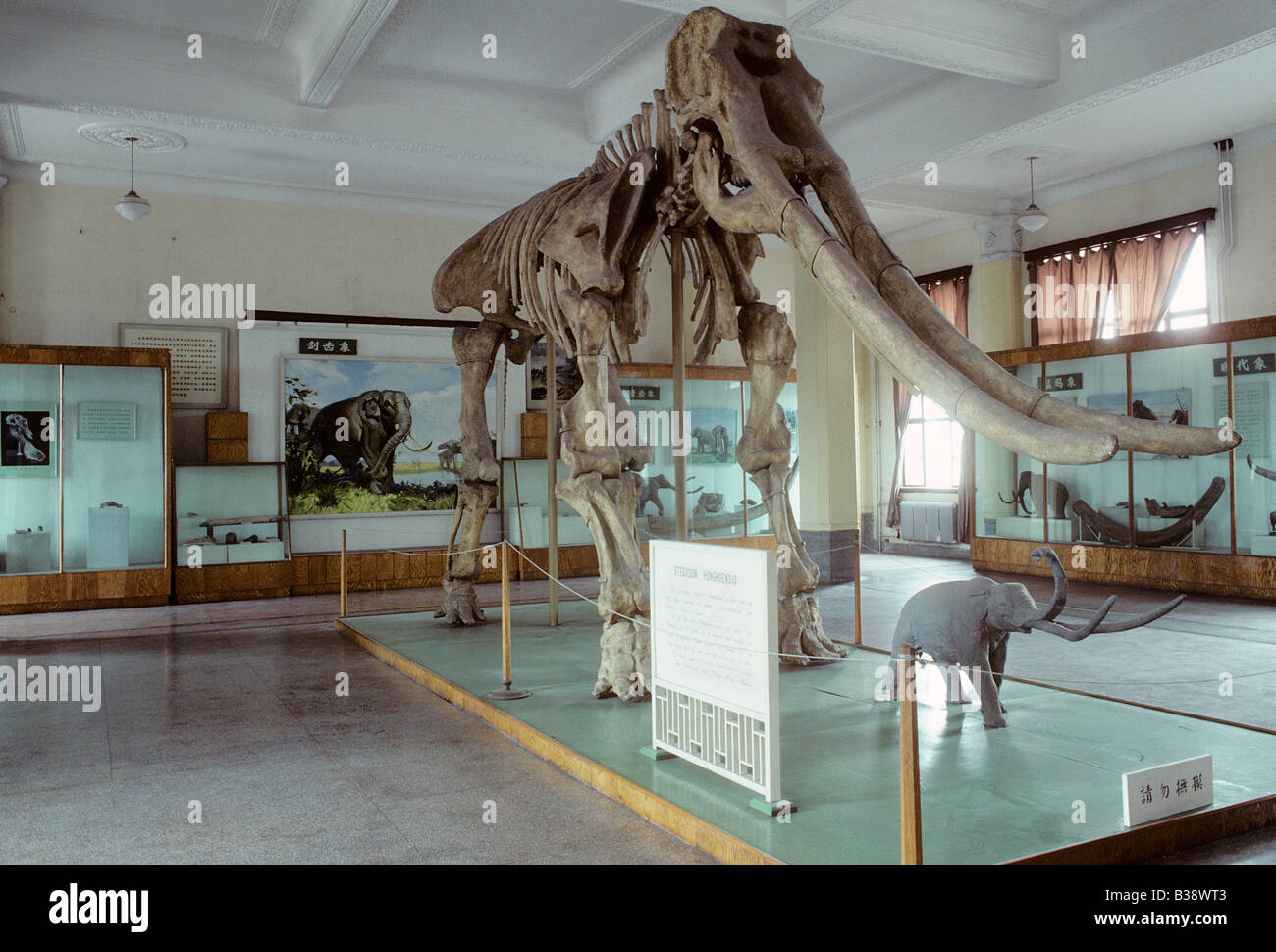 Tiere mammut -Fotos und -Bildmaterial in hoher Auflösung – Alamy