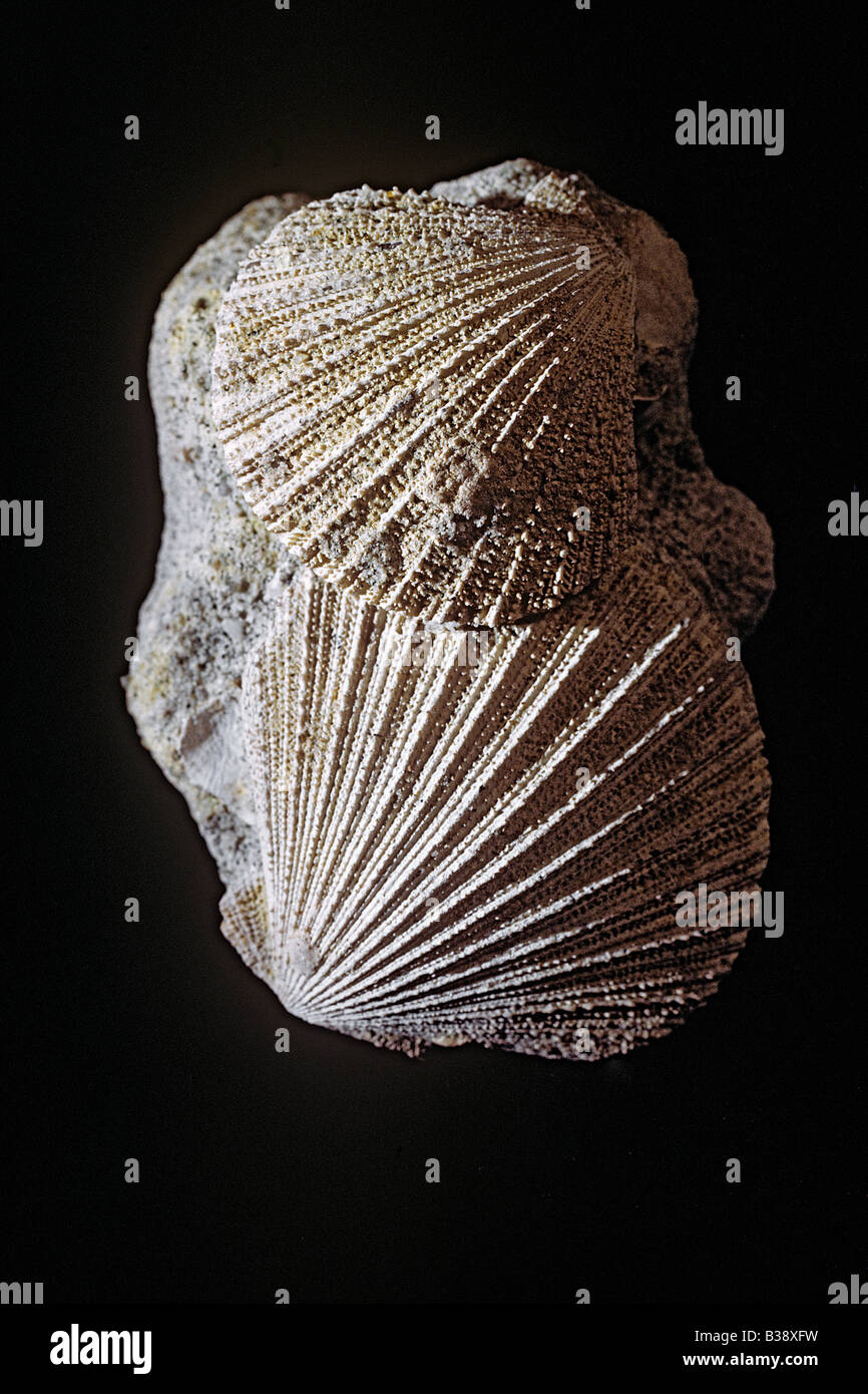 Mollusks fossil -Fotos und -Bildmaterial in hoher Auflösung – Alamy