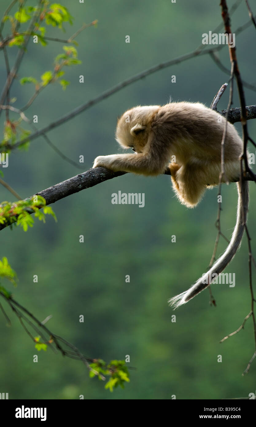 Affe spielen -Fotos und -Bildmaterial in hoher Auflösung – Alamy