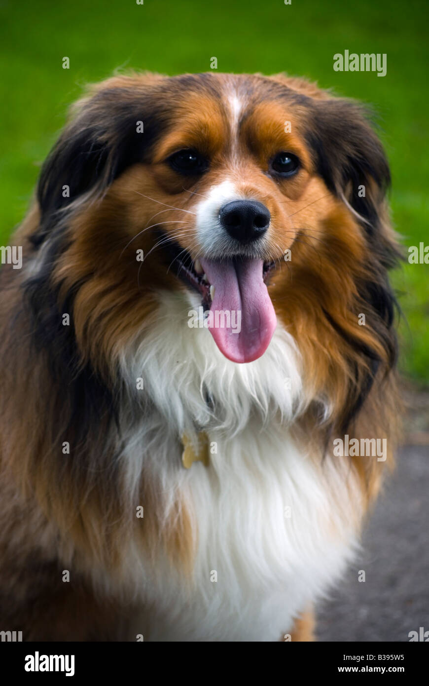 Kreuzen Sie Hund mit langen Lassie Art Mantel mit Zunge heraus keuchend ...