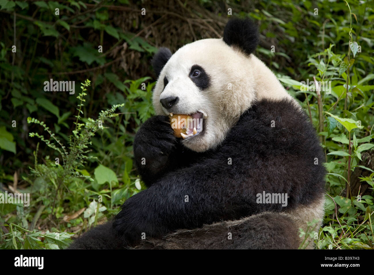 Ailuropoda melanoleuca riesenpandas -Fotos und -Bildmaterial in hoher ...