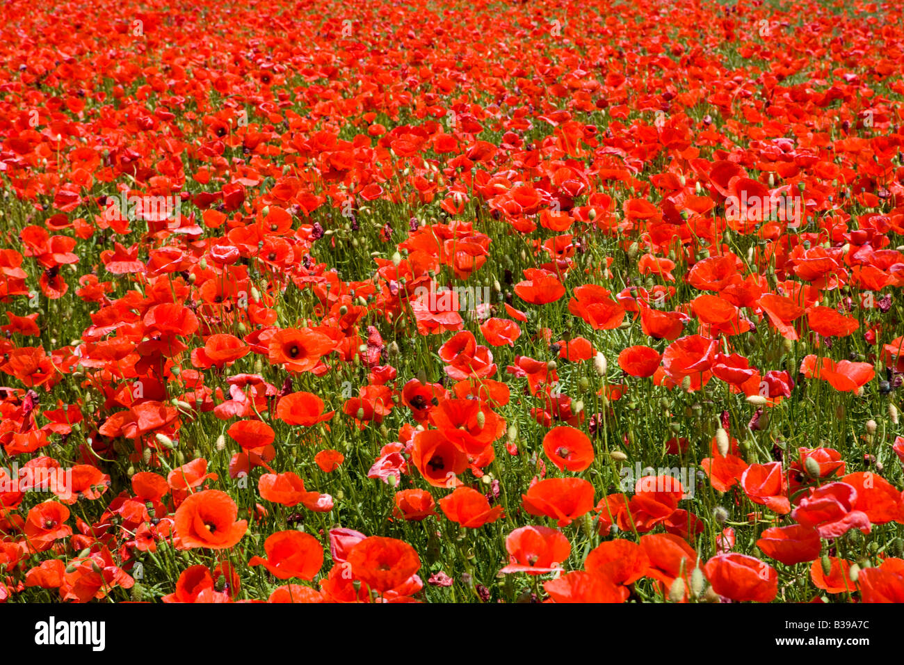 Bluehendes Mohnblumenfeld, blühender Mohn Blumen Feld Stockfotografie ...