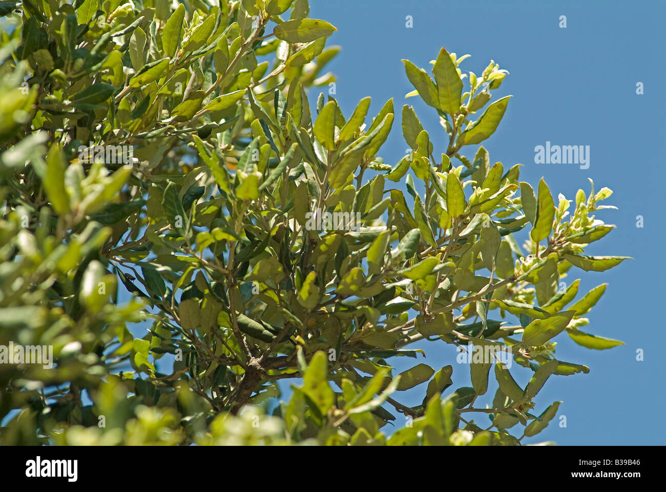 Laurus nobilis -Fotos und -Bildmaterial in hoher Auflösung – Alamy