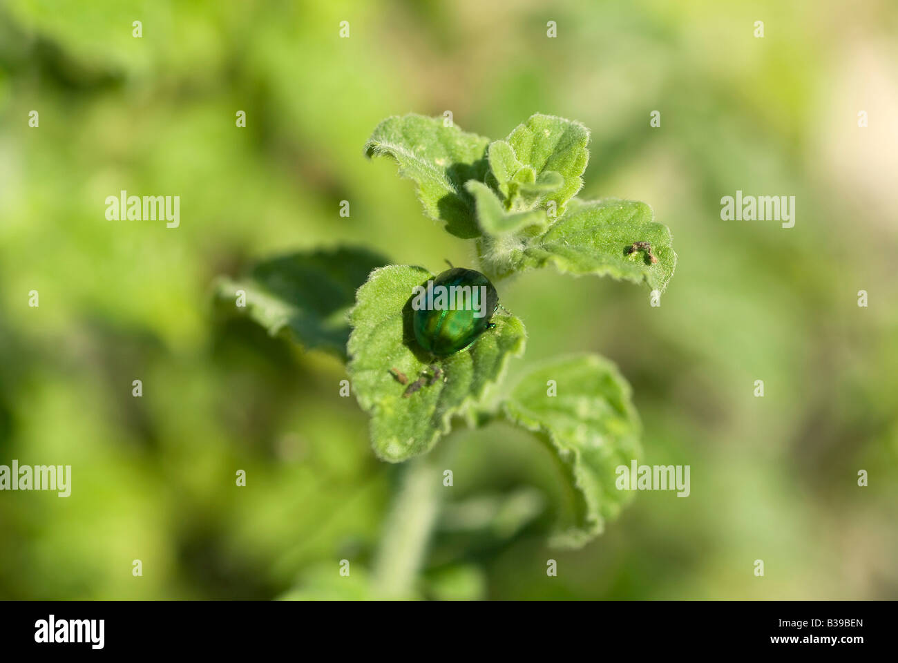 Tiere Mit Exoskelett Stockfotos und -bilder Kaufen - Alamy