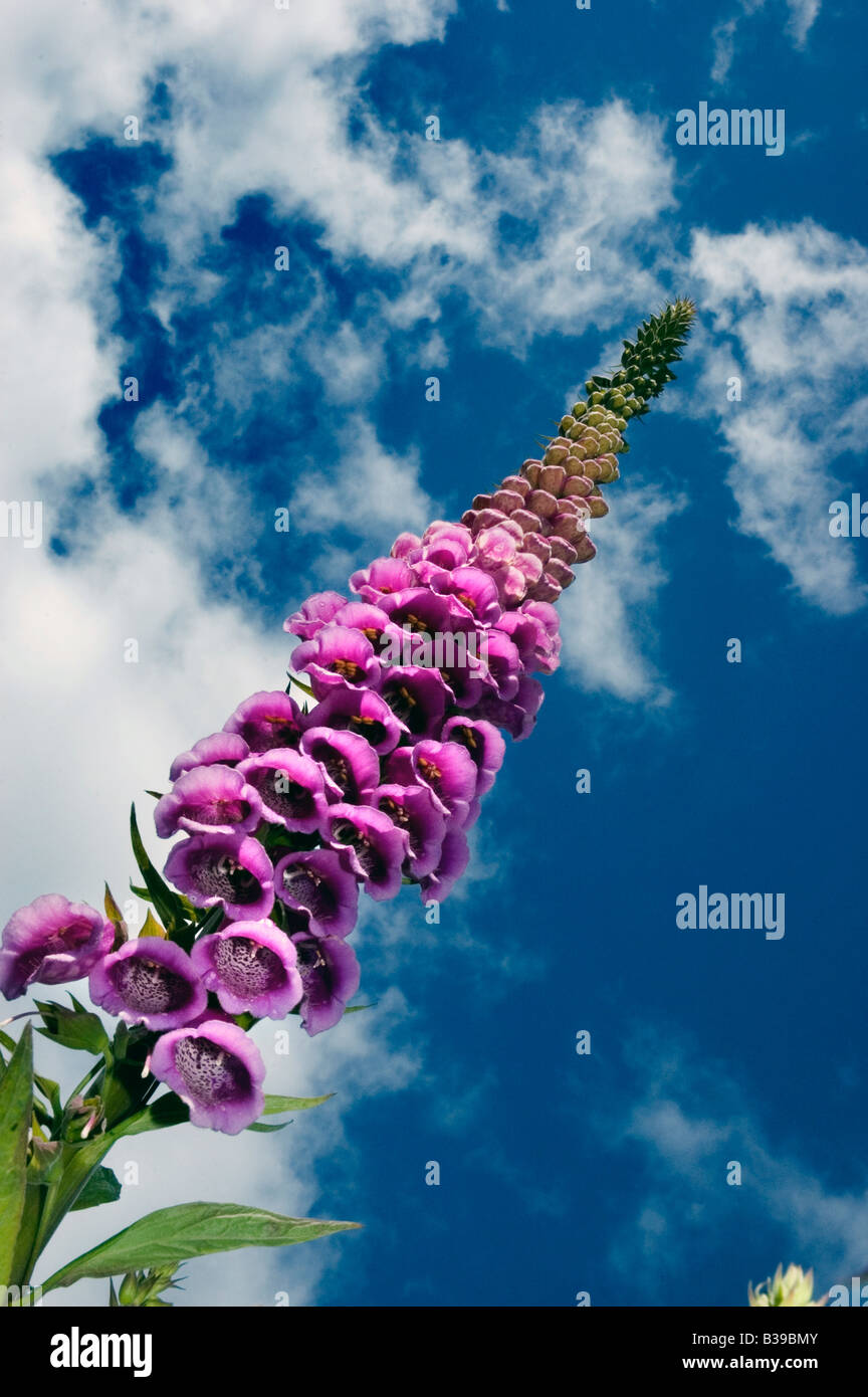 Lila fingerhut blätter -Fotos und -Bildmaterial in hoher Auflösung – Alamy