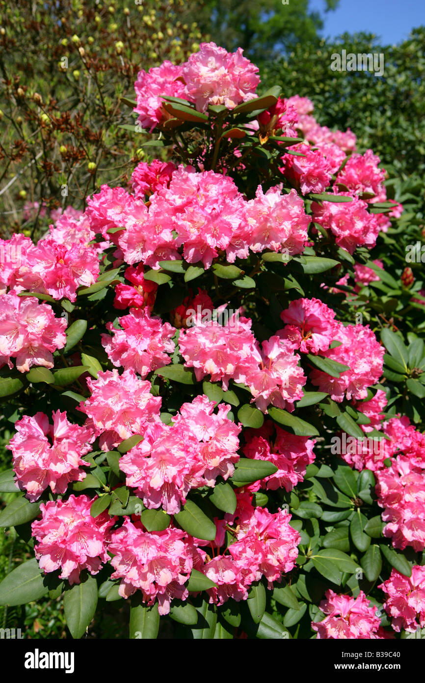 Insel mainau blumen -Fotos und -Bildmaterial in hoher Auflösung – Alamy