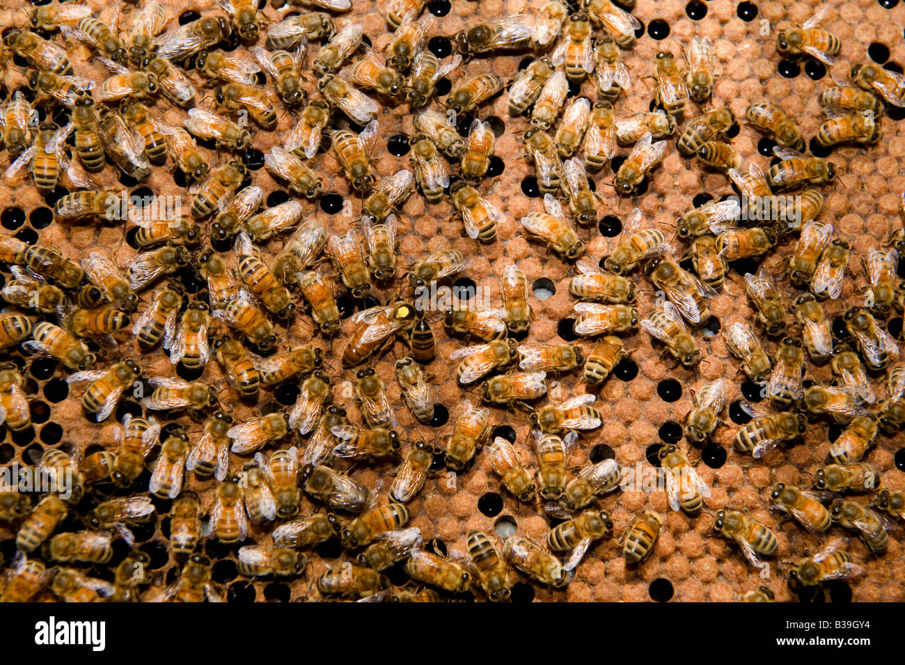 Queen Bee entdeckt gelb umgeben von Arbeitnehmer Drohne Honig Bienen ...