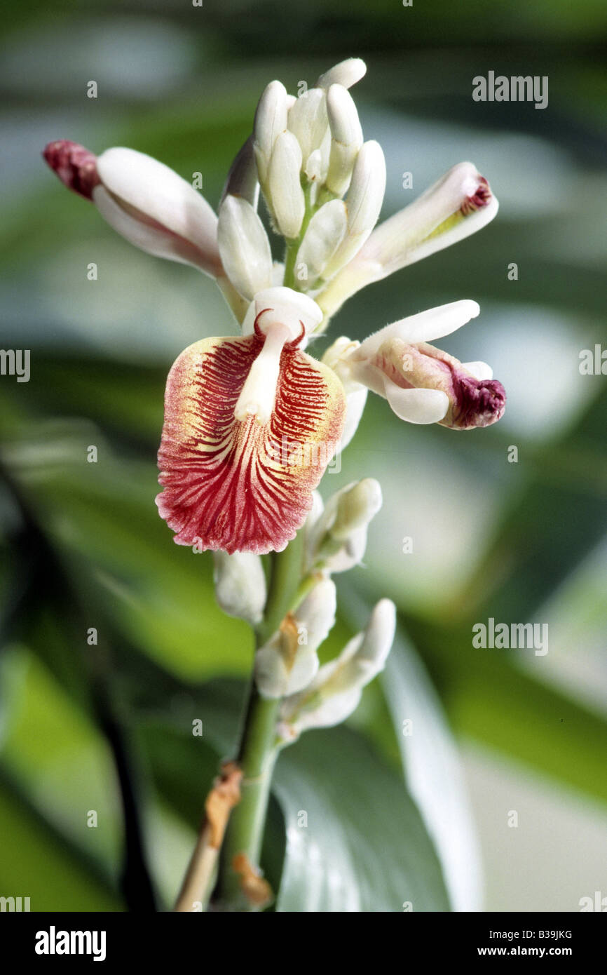 Kleiner Galgant, Blue Ginger, Thai Ingwer (Alpinia Officinarum ...