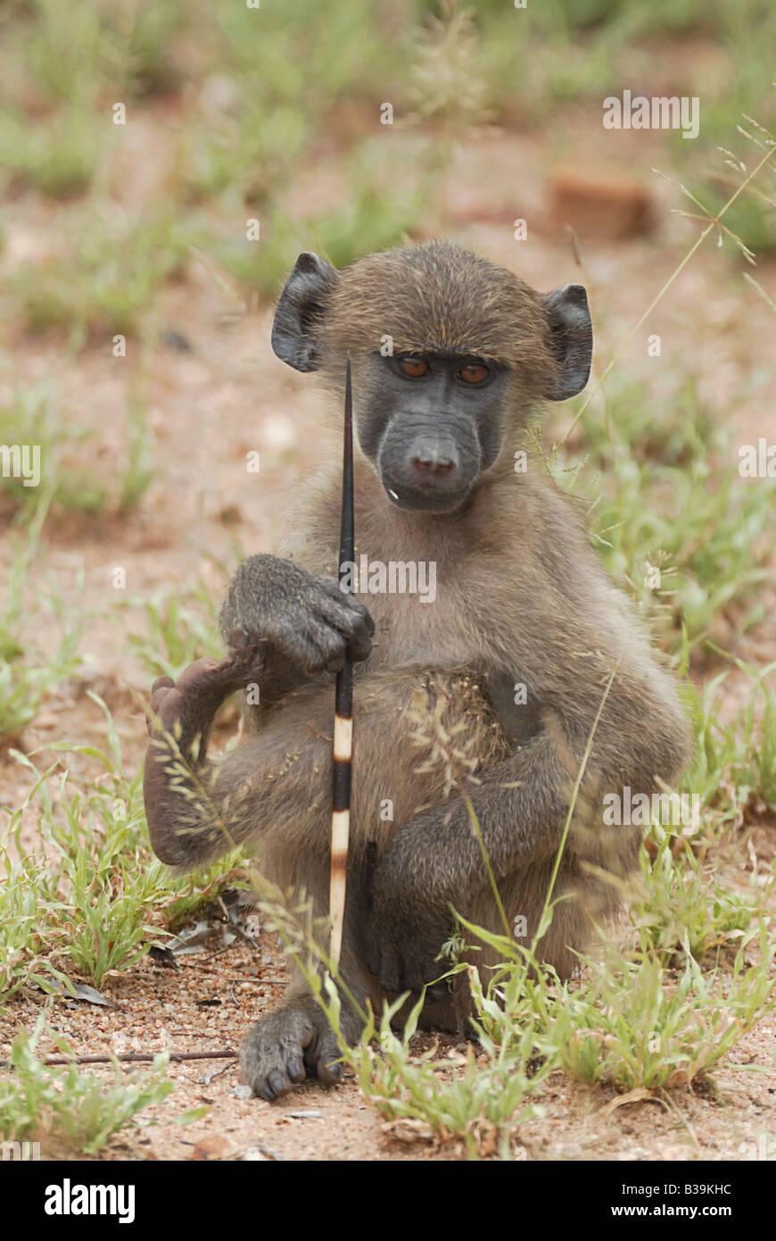 Tschakma paviane -Fotos und -Bildmaterial in hoher Auflösung – Alamy